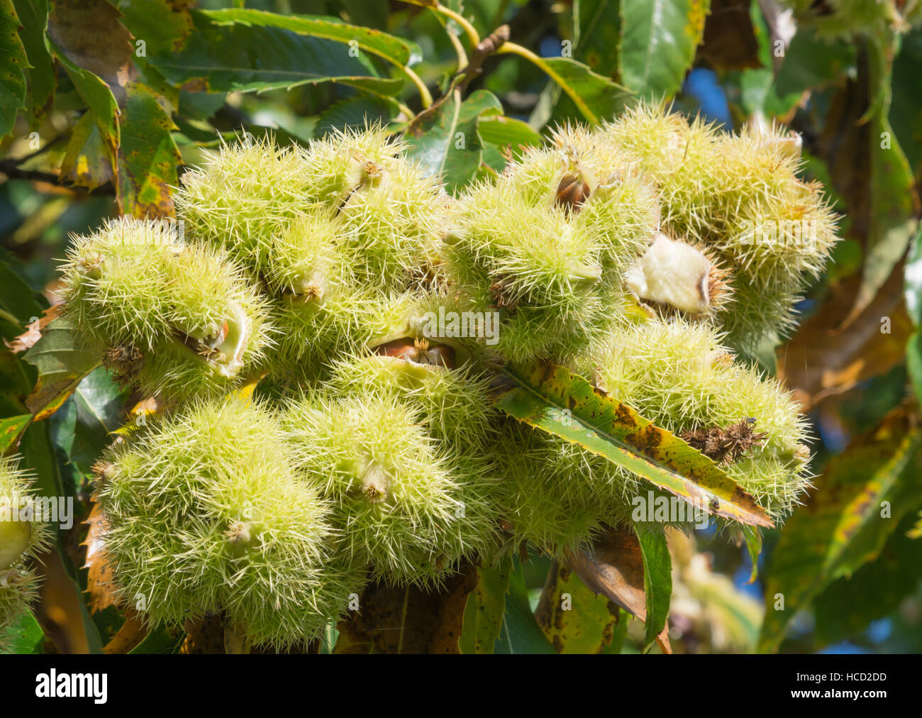 Castanea hi-res stock photography and images - Alamy