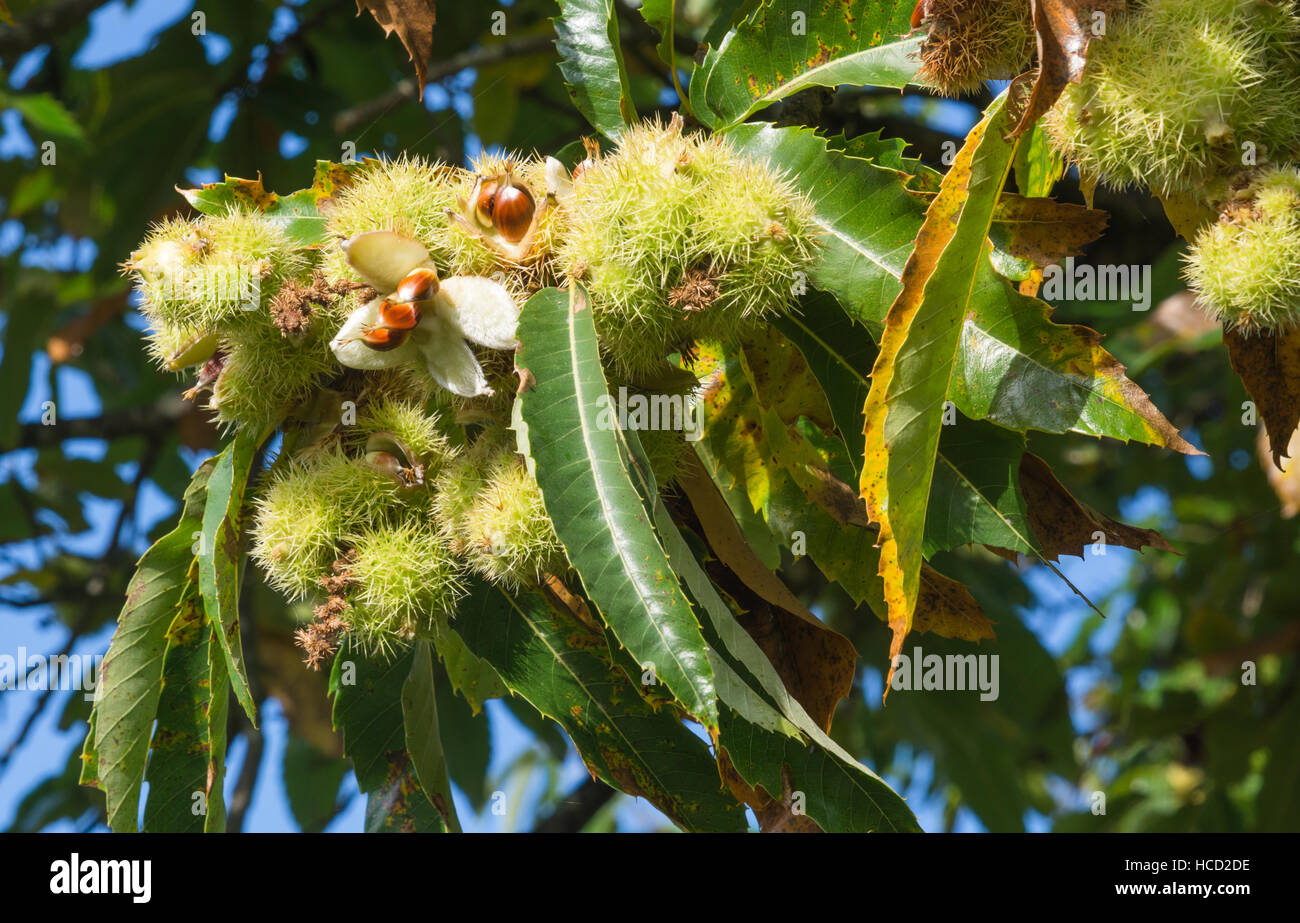 Sweet Chestnuts - Castanea sativa Stock Photo - Alamy
