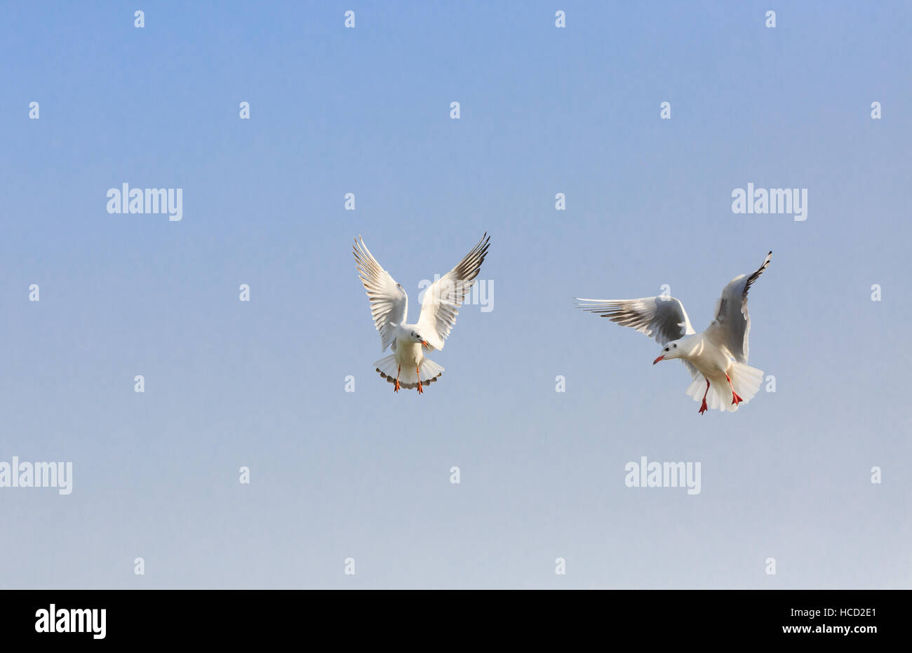 Two black-headed Gull are flying in the sky Stock Photo - Alamy