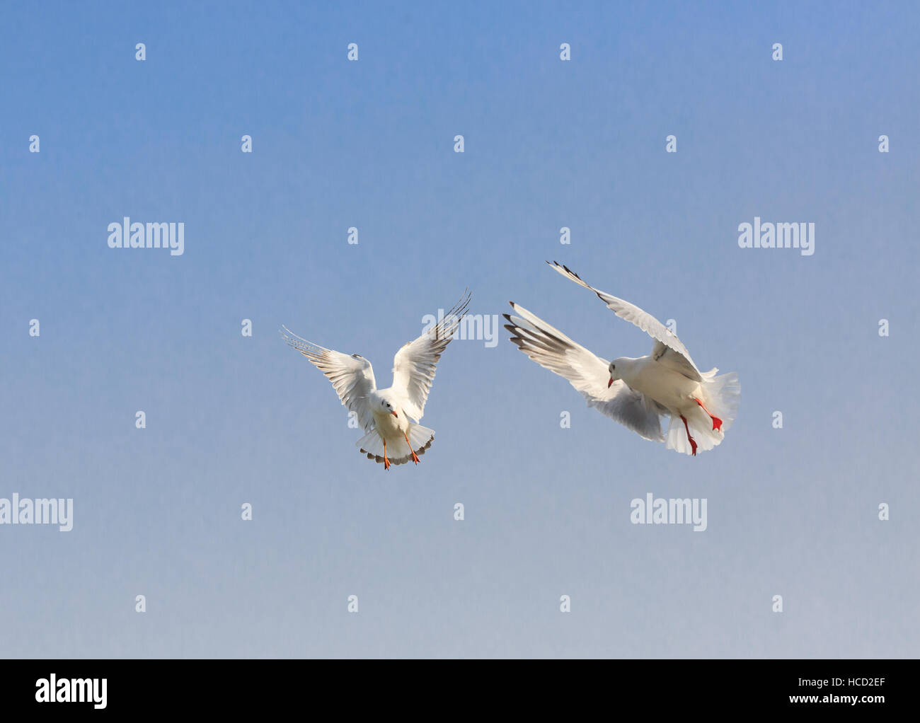 Two black-headed Gull are flying in the sky Stock Photo - Alamy