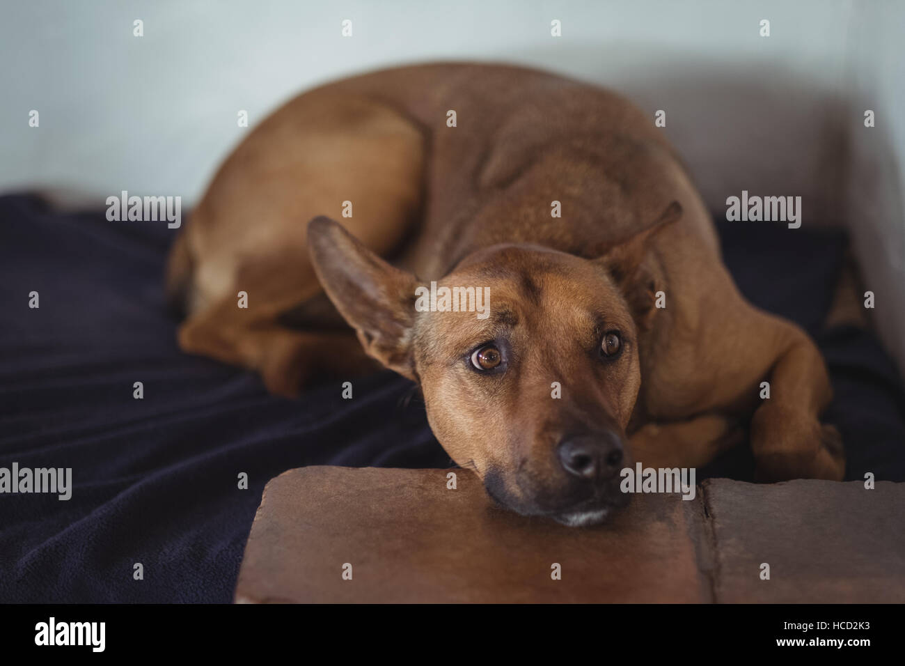 Dog resting on dog bed Stock Photo - Alamy