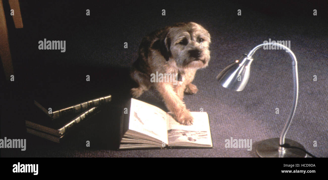 GOOD BOY!, Hubble the dog, 2003, (c) MGM/courtesy Everett Collection ...