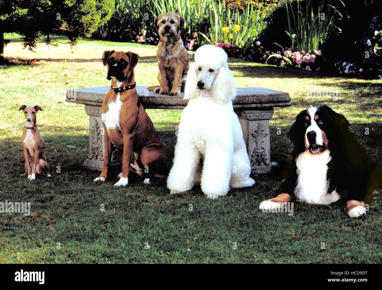 GOOD BOY!, Nelly the dog, Wilson the dog, Hubble the dog, Barbara Ann ...