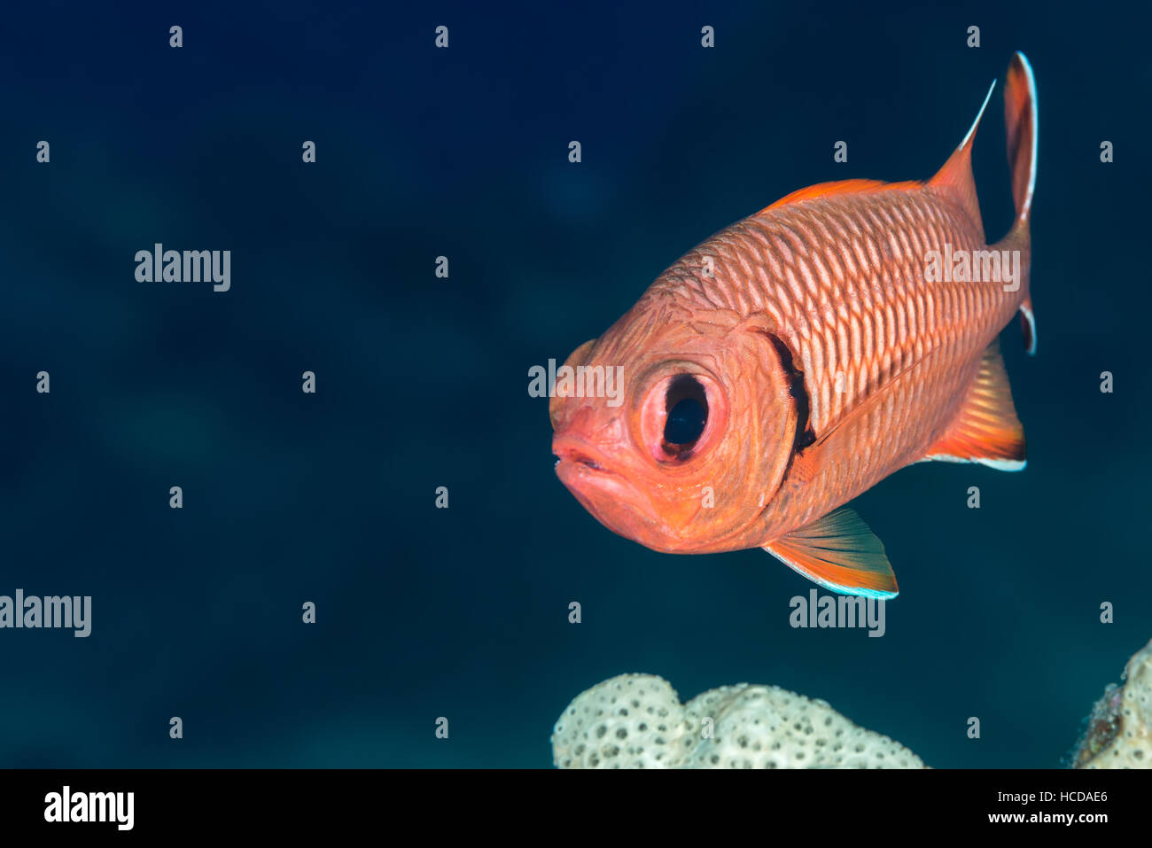 Blotcheye soldierfish (Myripristis murdjan) face on, swimming over ...
