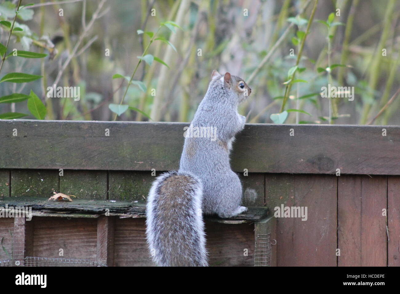 Squirrel looking into the distance Stock Photo - Alamy