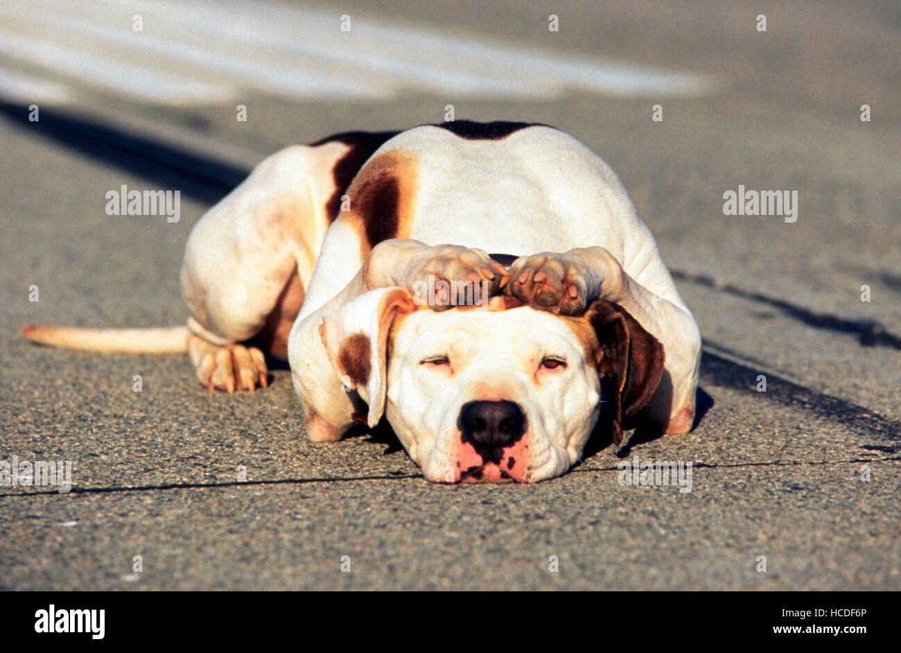 Homeward bound chance hi-res stock photography and images - Alamy