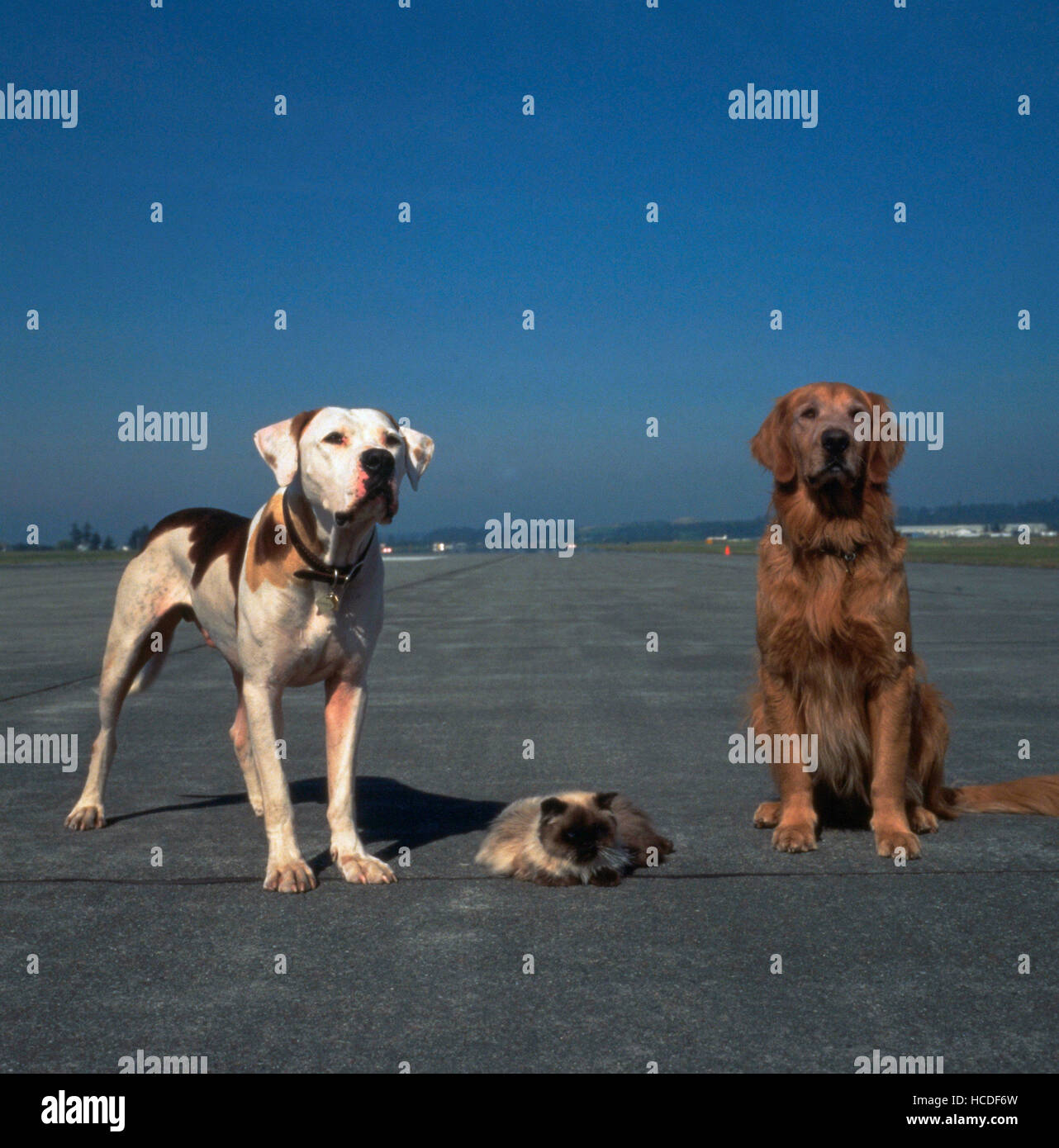 HOMEWARD BOUND II: LOST IN SAN FRANCISCO, from left: Chance, Sassy ...