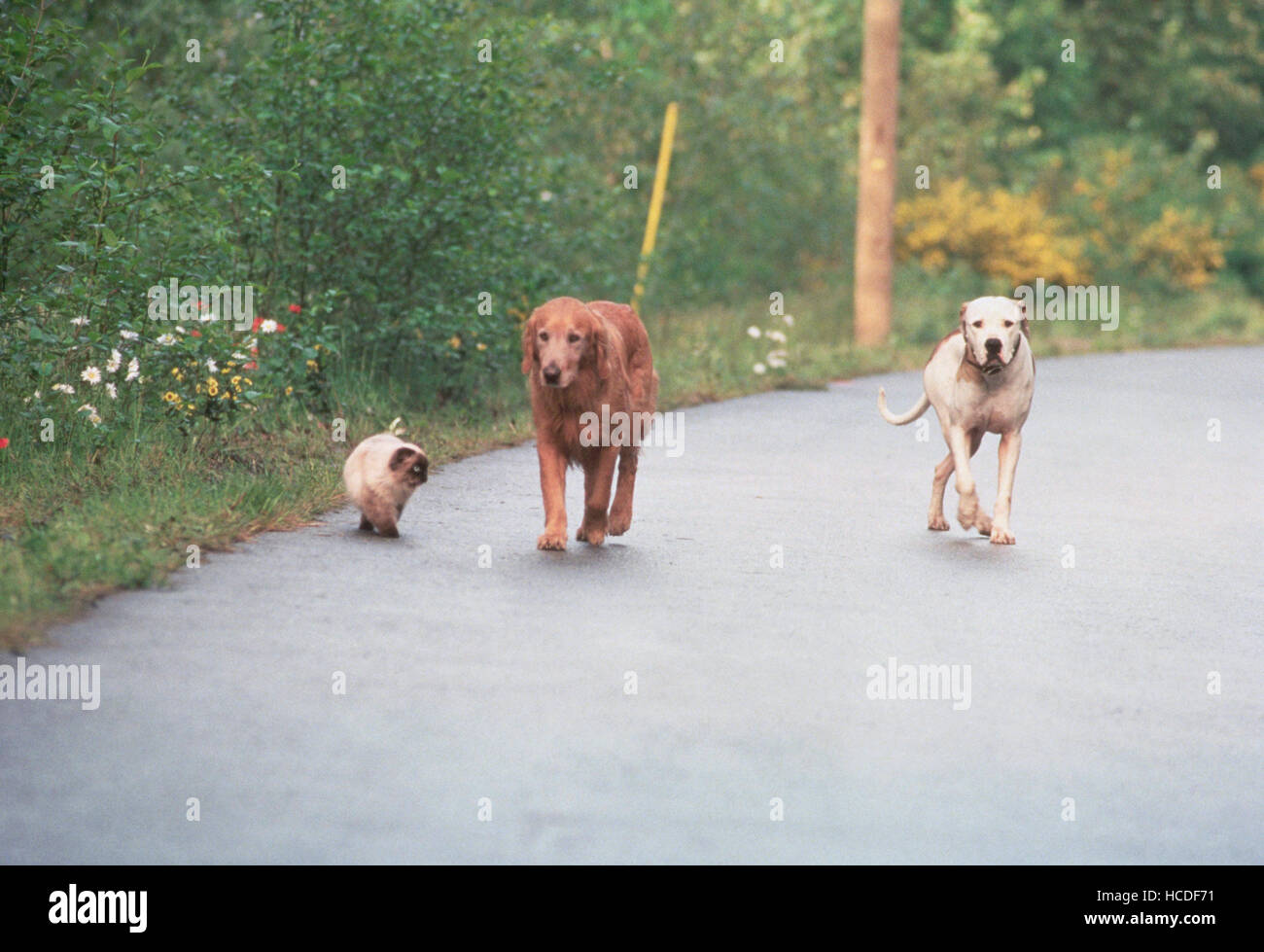 HOMEWARD BOUND II: LOST IN SAN FRANCISCO, from left: Sassy, Shadow ...