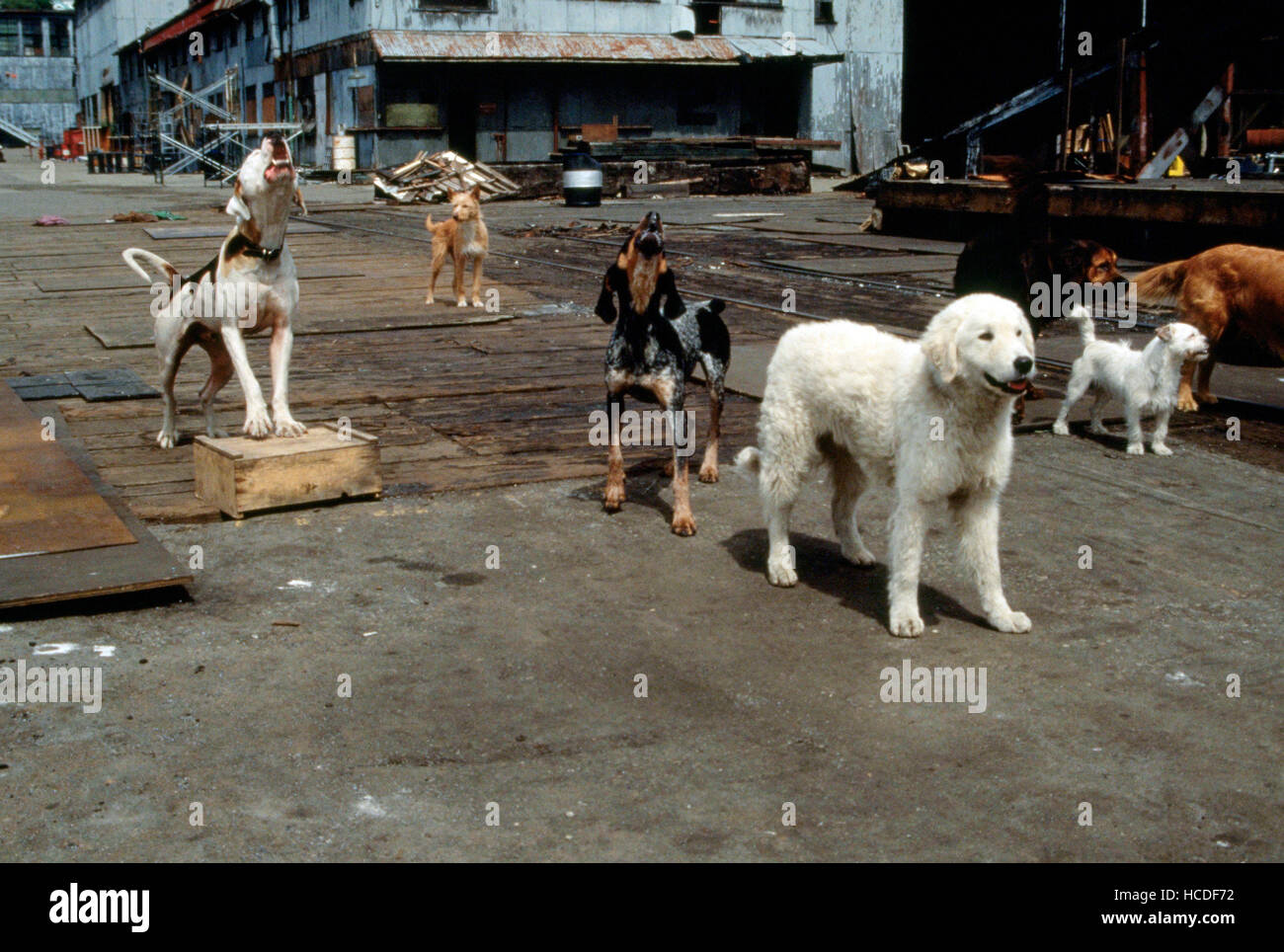 HOMEWARD BOUND II: LOST IN SAN FRANCISCO, 1996, © Buena Vista/courtesy ...