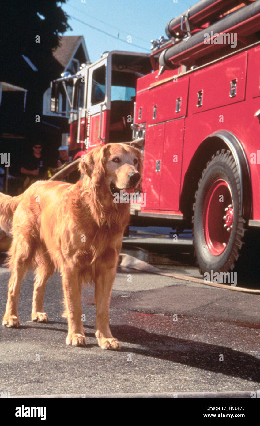 HOMEWARD BOUND II: LOST IN SAN FRANCISCO, Shadow, 1996, © Buena Vista ...