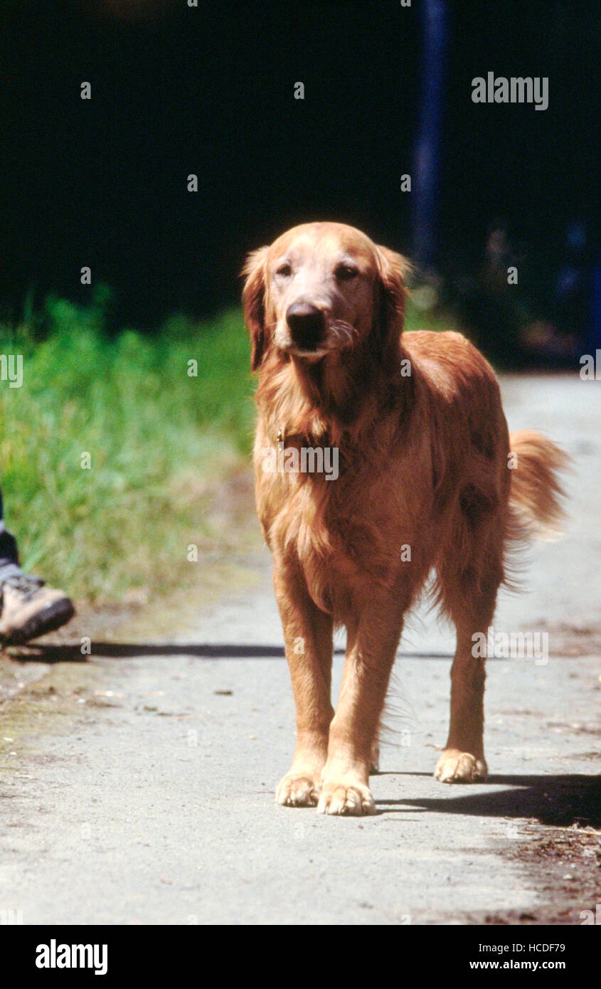 HOMEWARD BOUND LOST IN SAN FRANCISCO, Shadow, 1996, © Buena Vista ...