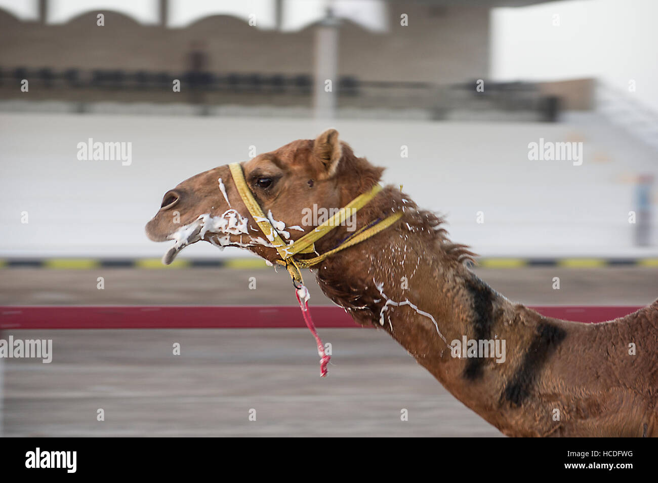 Camel with a robot jockey in the saddle approaching the finish line in ...