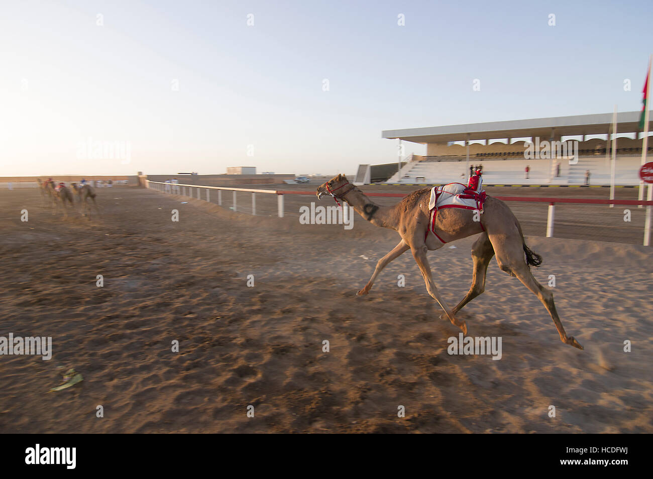 Camel with a robot jockey in the saddle approaching the finish line in ...