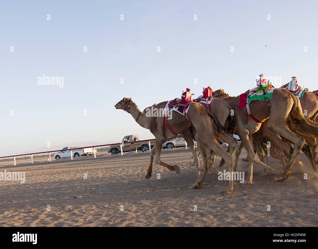 Camels bolting out of the starting gate in a camel race in Oman. SUV ...