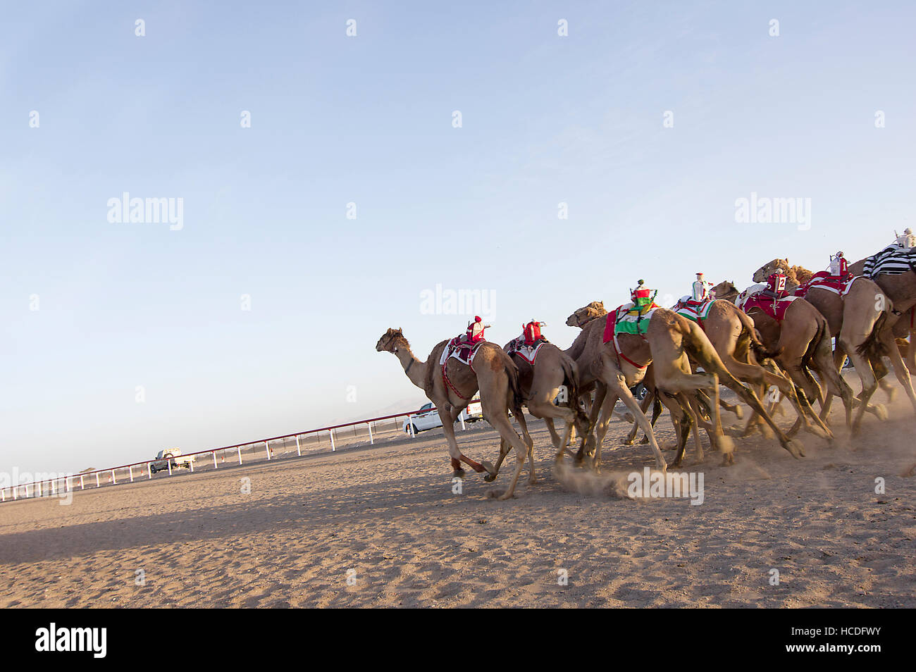 Oman camel racing hi-res stock photography and images - Alamy