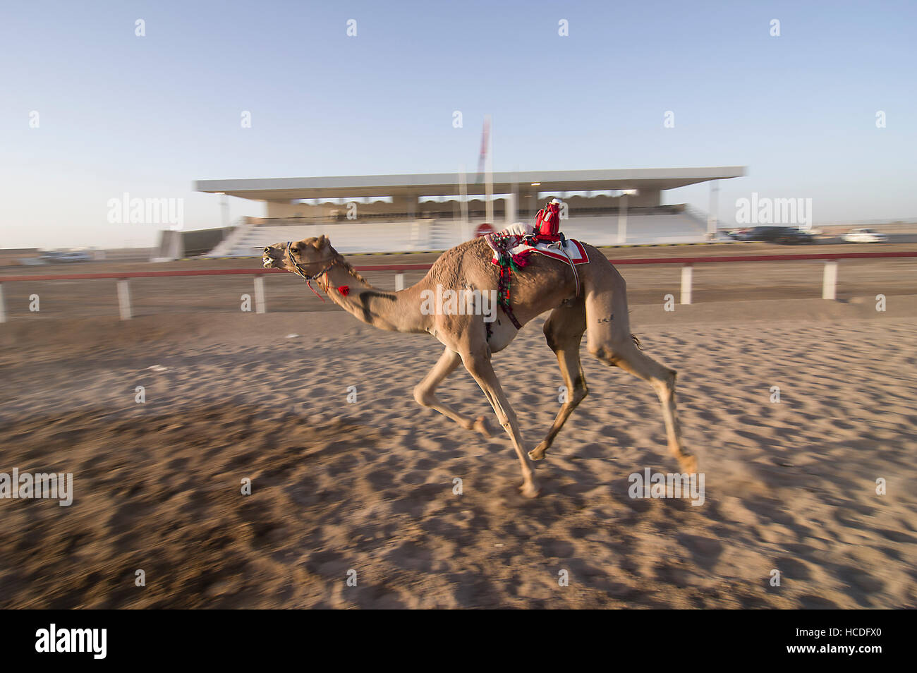 Camel with a robot jockey in the saddle approaching the finish line in ...