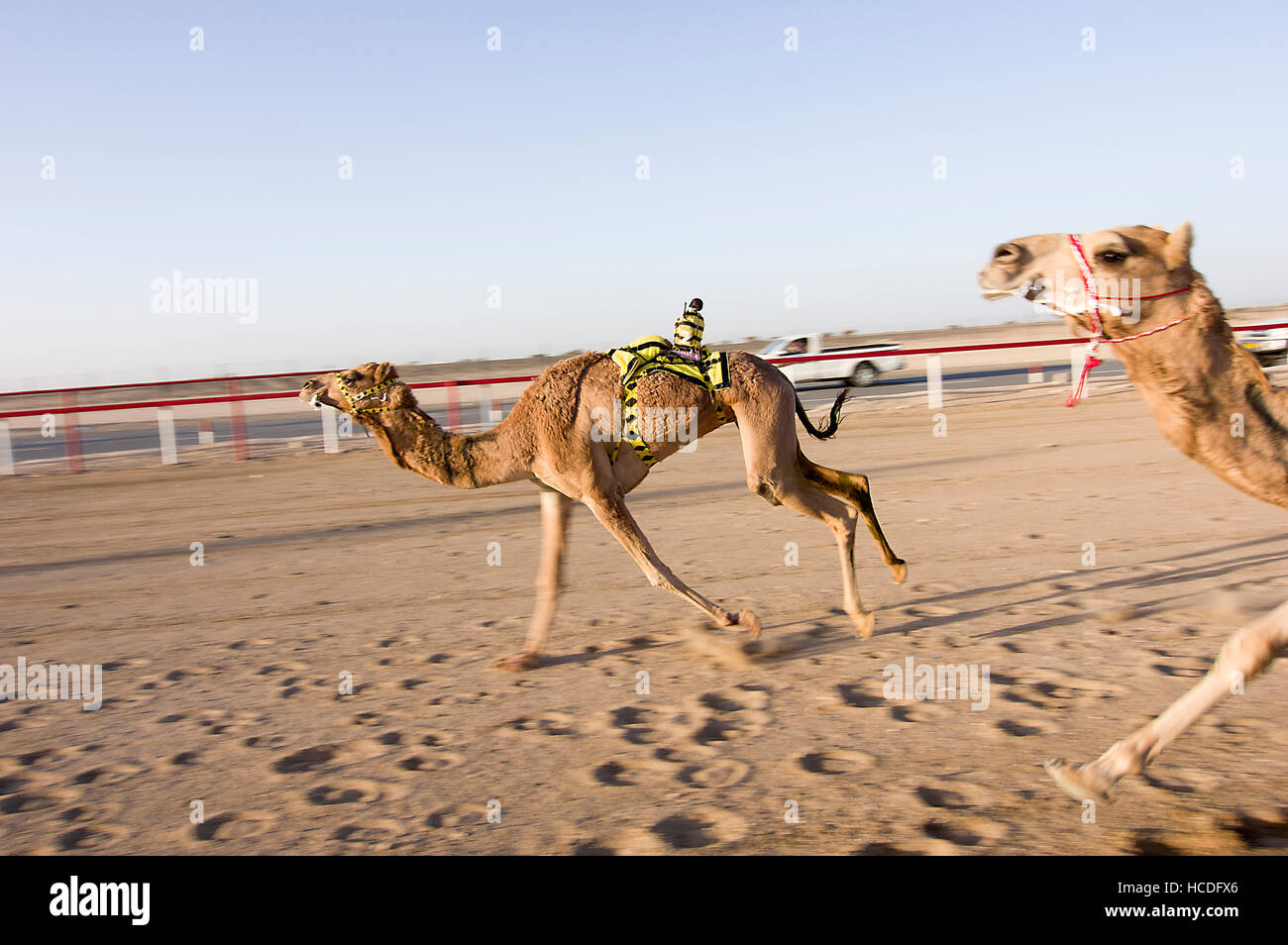 Camel with a robot jockey in the saddle approaching the finish line in ...