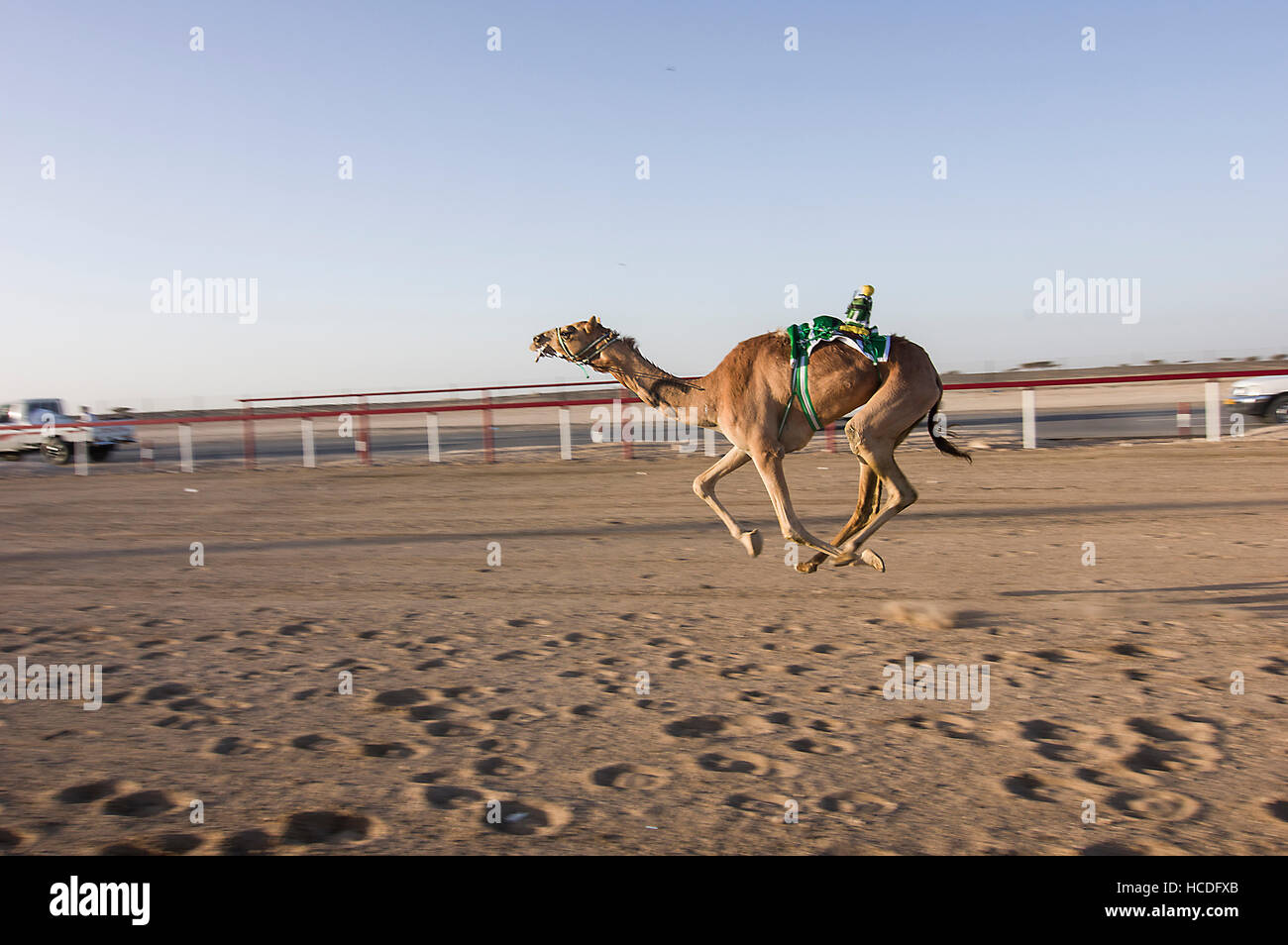 Camel with a robot jockey in the saddle approaching the finish line in ...
