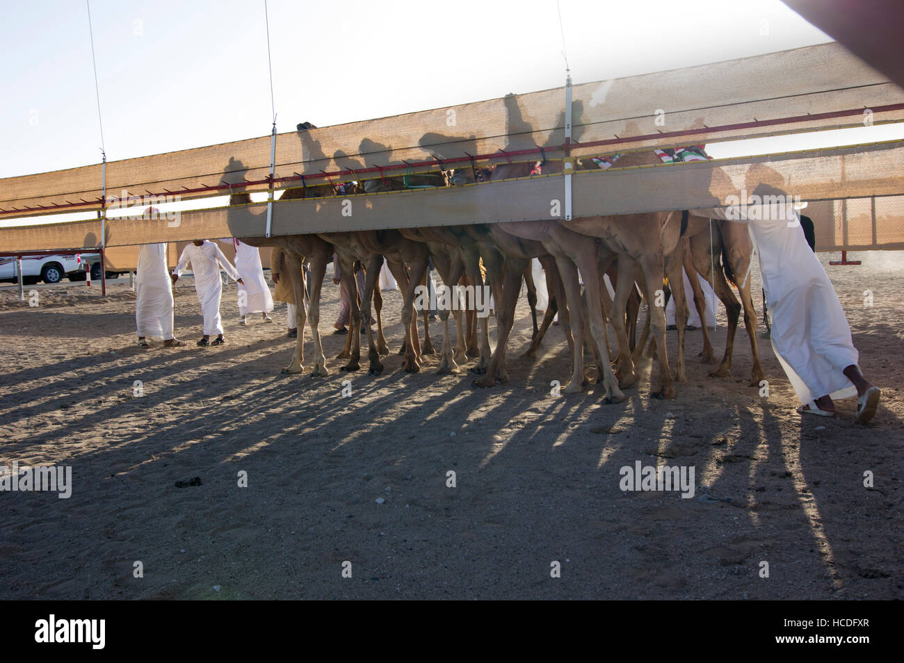 Camel legs behind the starting gate canvas. Men ready the camels to ...