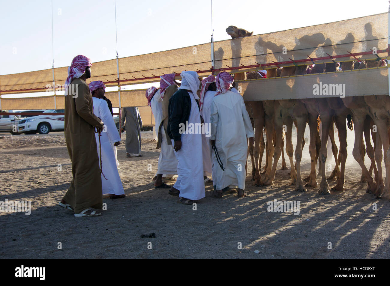 Camel legs behind the starting gate canvas. Three men prepare to start ...