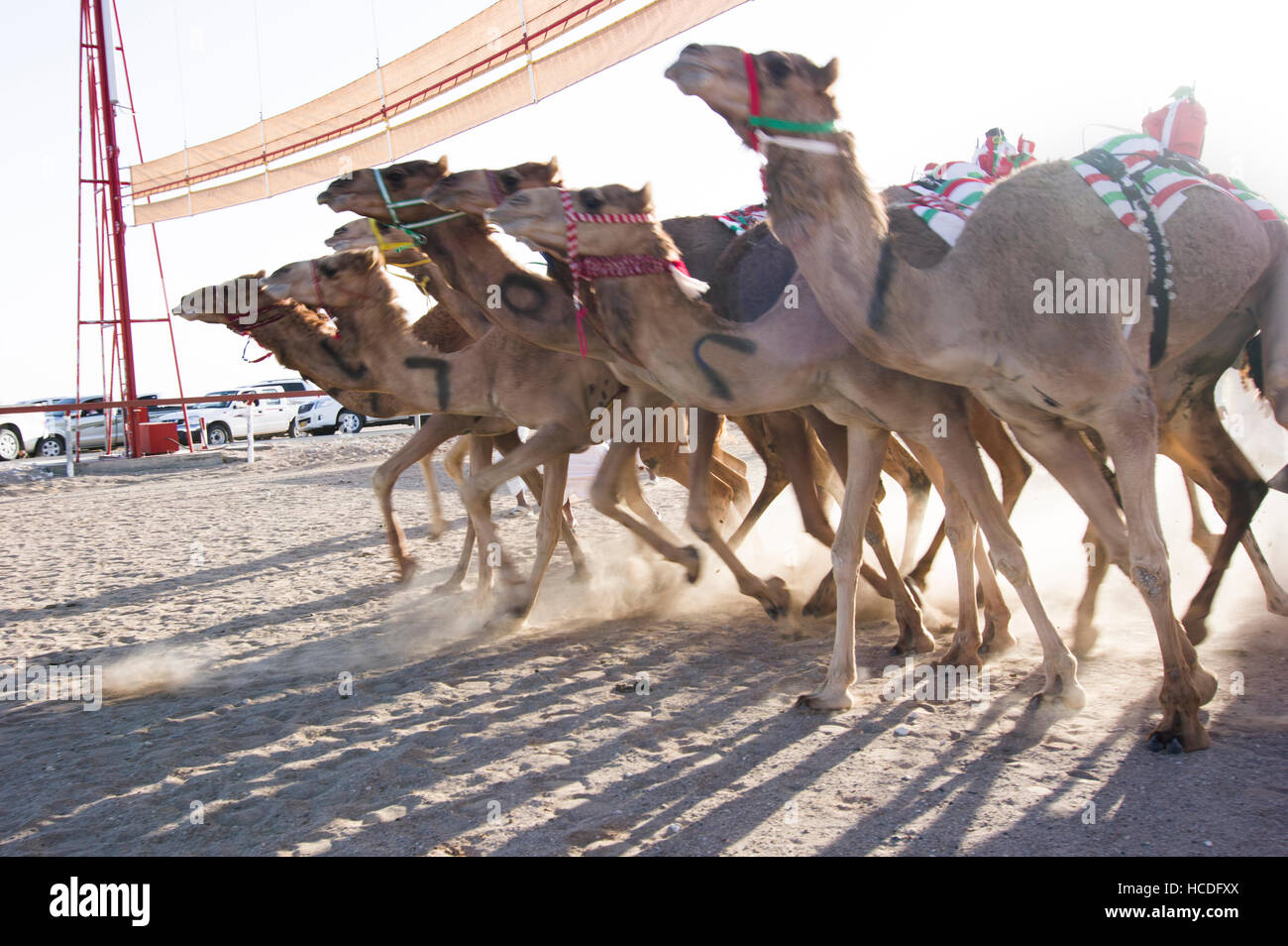 Camels bolting out of the starting gate in a camel race in Oman. SUV ...