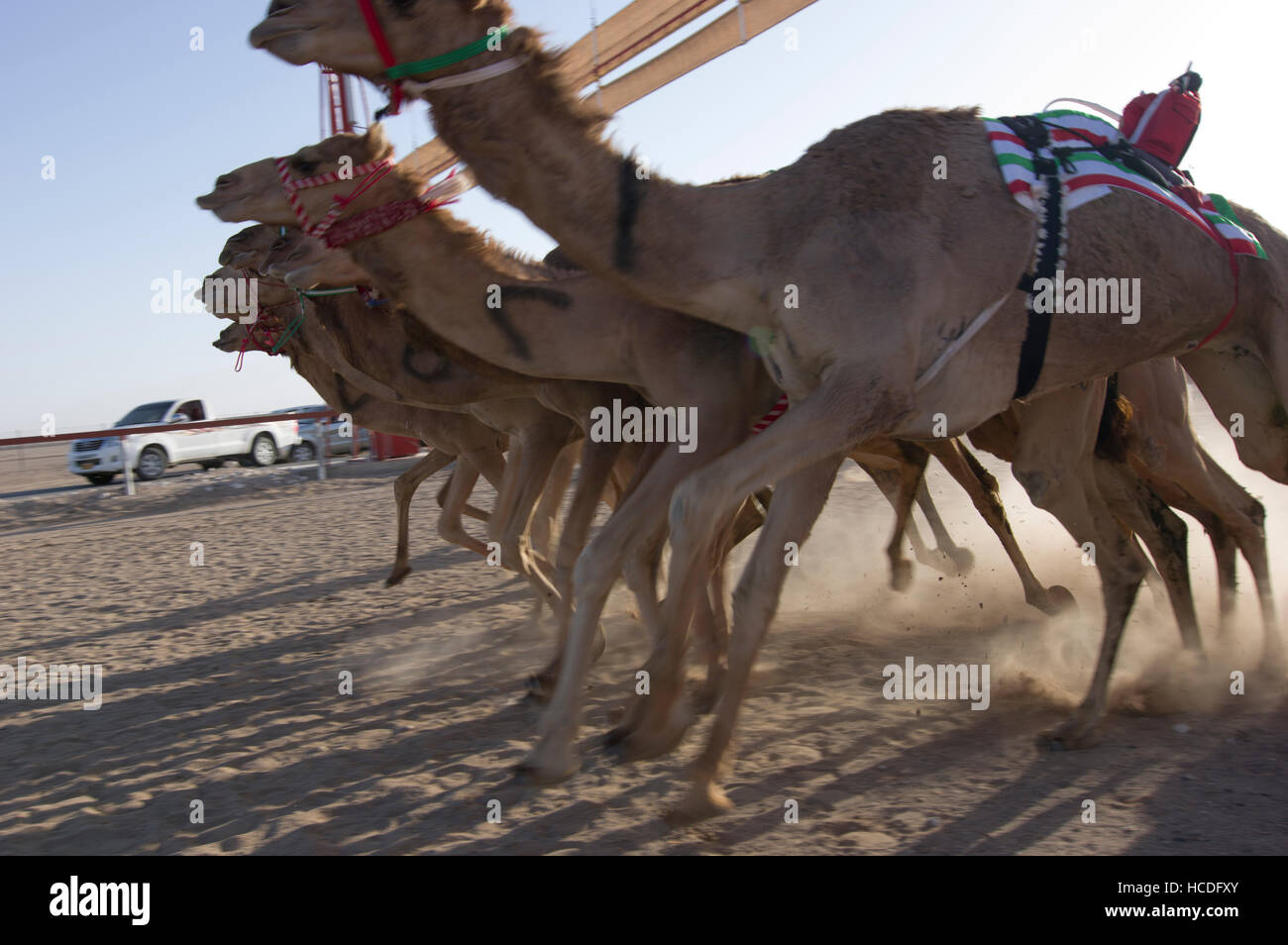Camels bolting out of the starting gate in a camel race in Oman. SUV ...