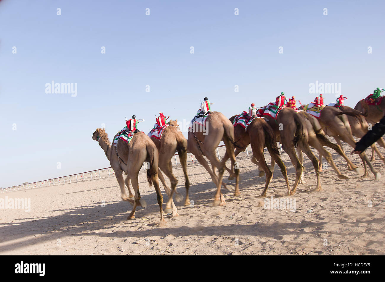 Camel robot jockeys and their owners hi-res stock photography and ...