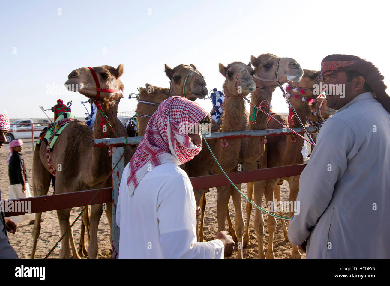 Trainers inspecting their camels at the starting gate before the camel ...