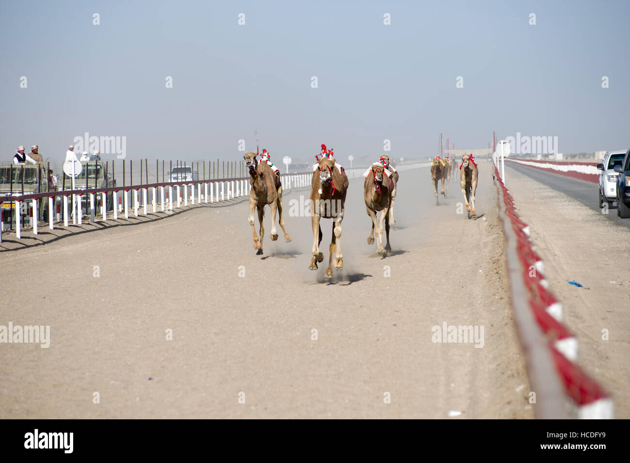 Camels with robot jockeys thundering down the racetrack flanked by SUVs ...
