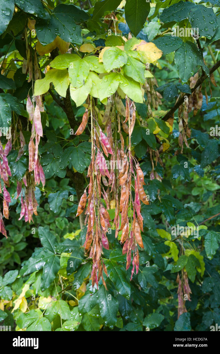 Laburnum seeds hi-res stock photography and images - Alamy