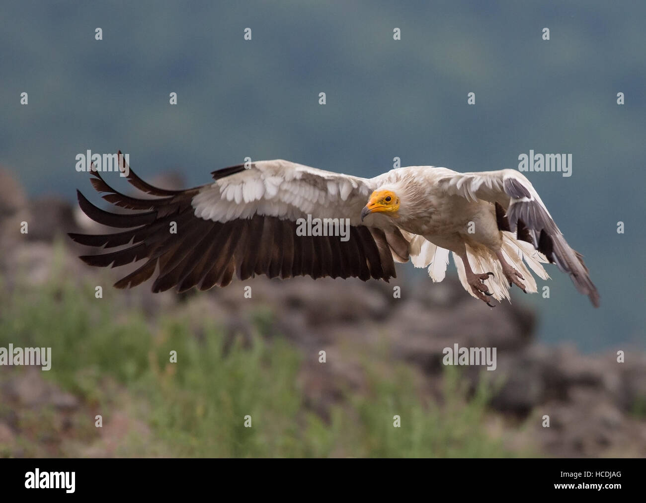 Flying vulture hi-res stock photography and images - Alamy