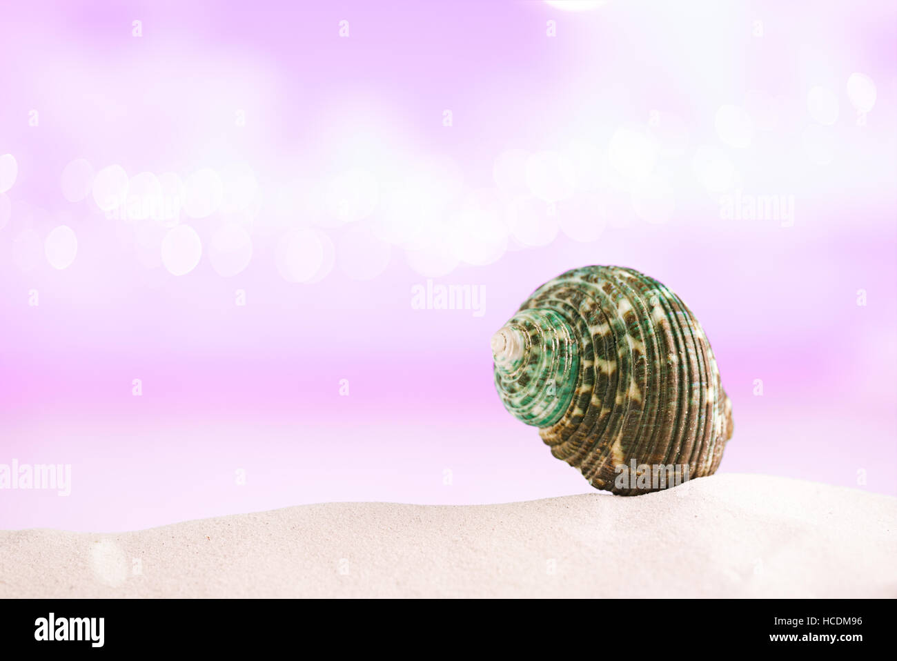 tropical green sea shell on white sand with festive glitter background ...