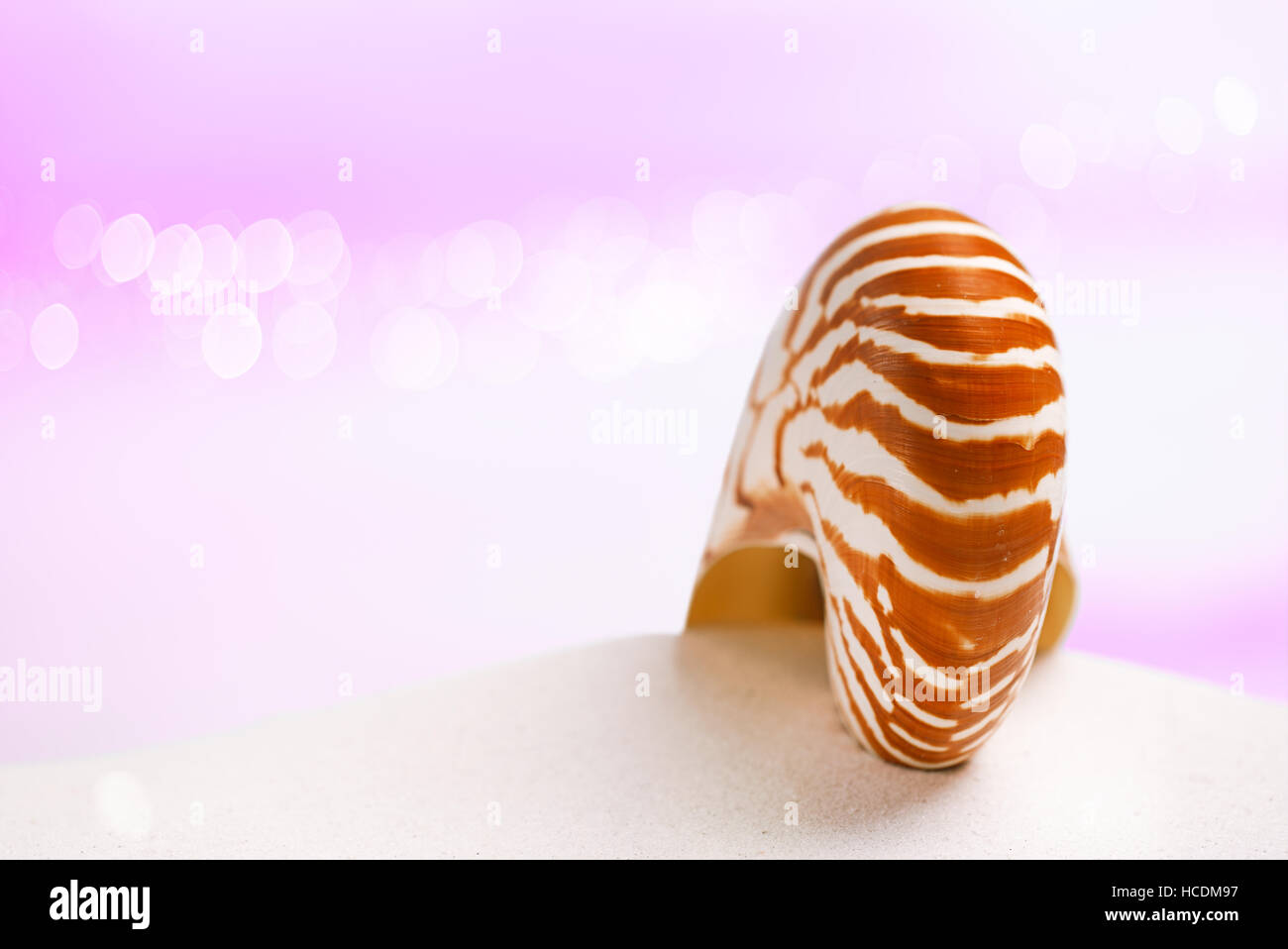 nautilus sea shell on white sand with festive glitter background Stock ...