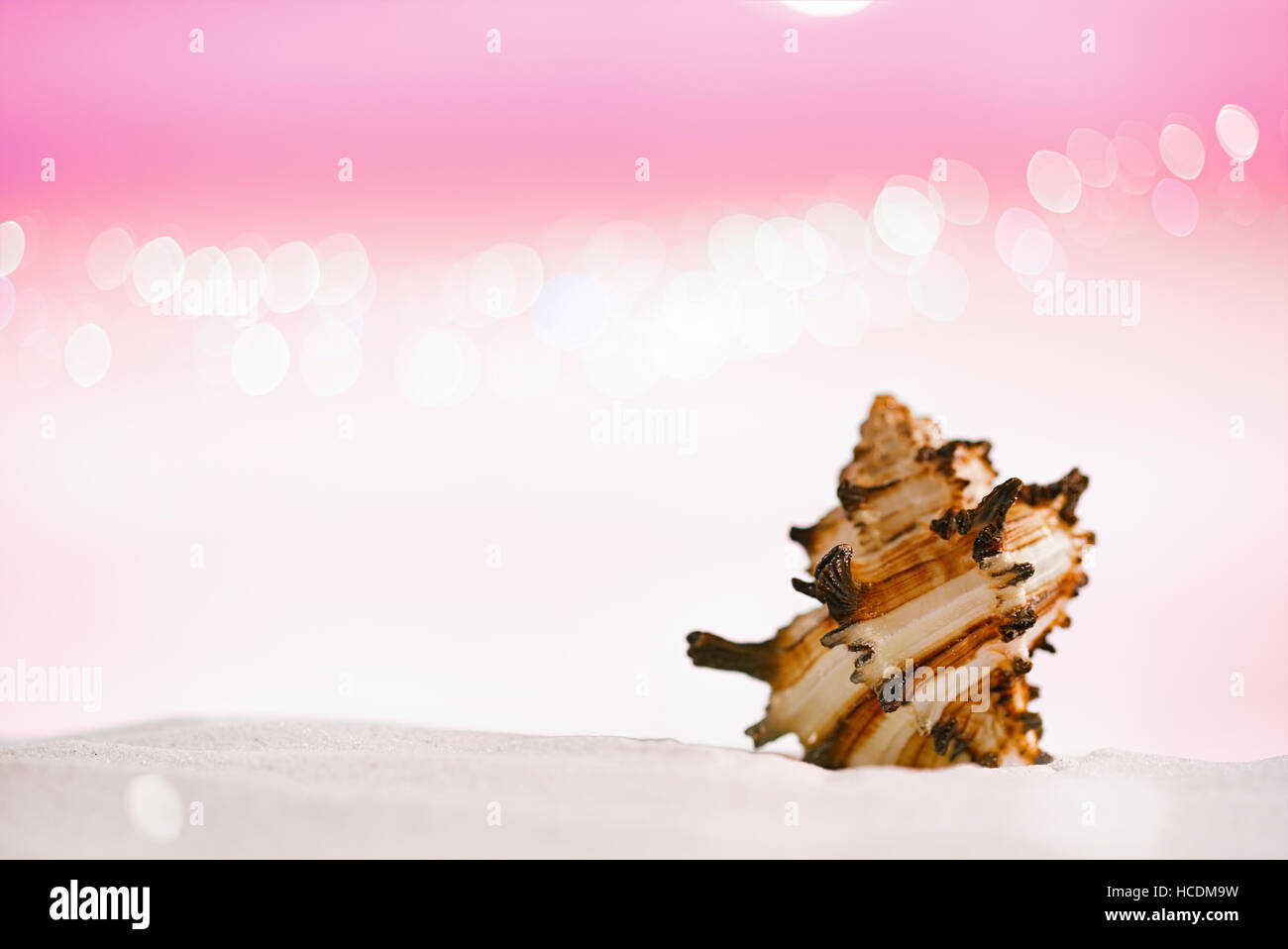 bright tropical sea shell on white sand with festive glitter background ...