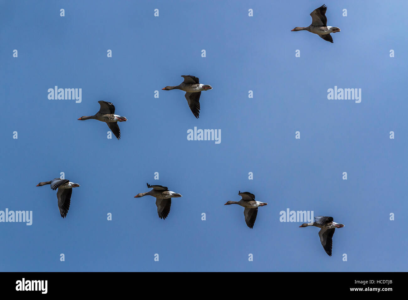 Greylag Geese flying over Slimbridge Stock Photo - Alamy