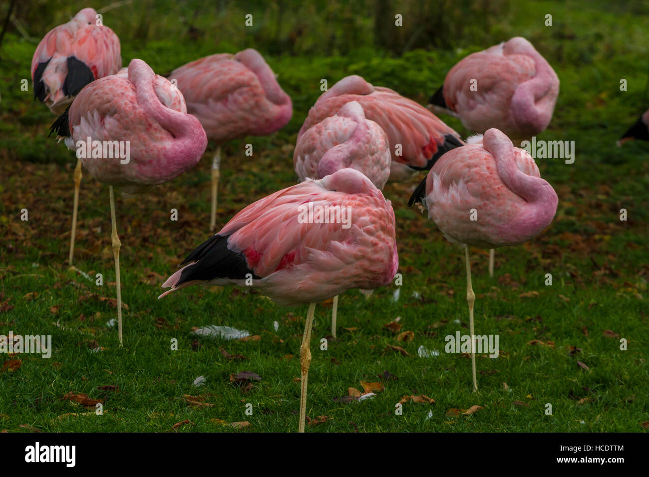 Andean flamingo slimbridge hi-res stock photography and images - Alamy