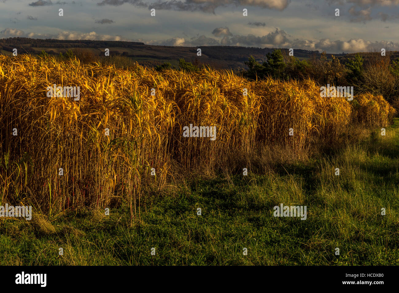 Cotswold cornfield hi-res stock photography and images - Alamy