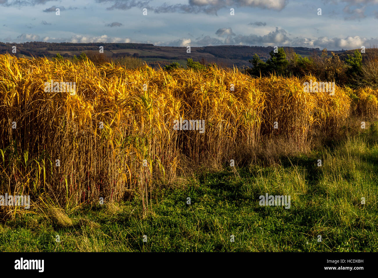 Cornfield in the Autumn sun Stock Photo - Alamy