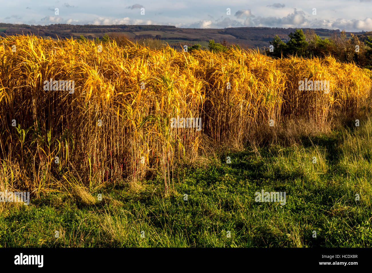 Cotswold cornfield hi-res stock photography and images - Alamy