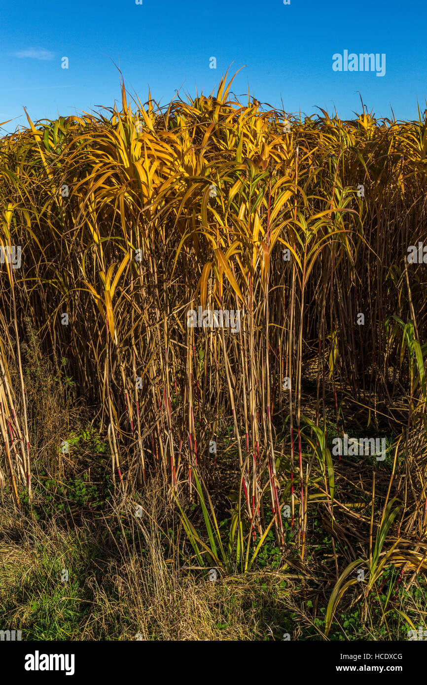 Cotswold cornfield hi-res stock photography and images - Alamy