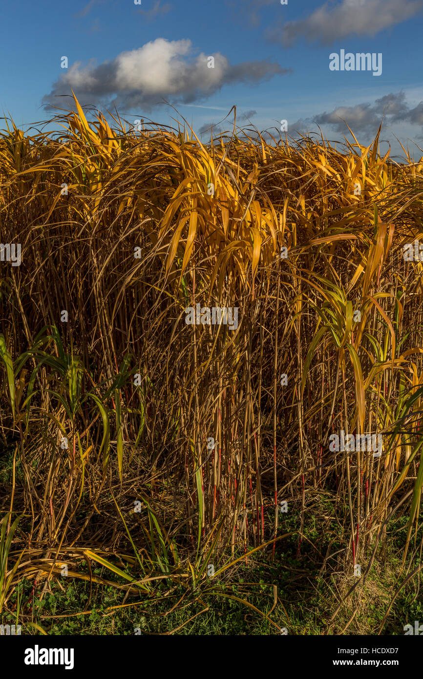 Cotswold cornfield hi-res stock photography and images - Alamy