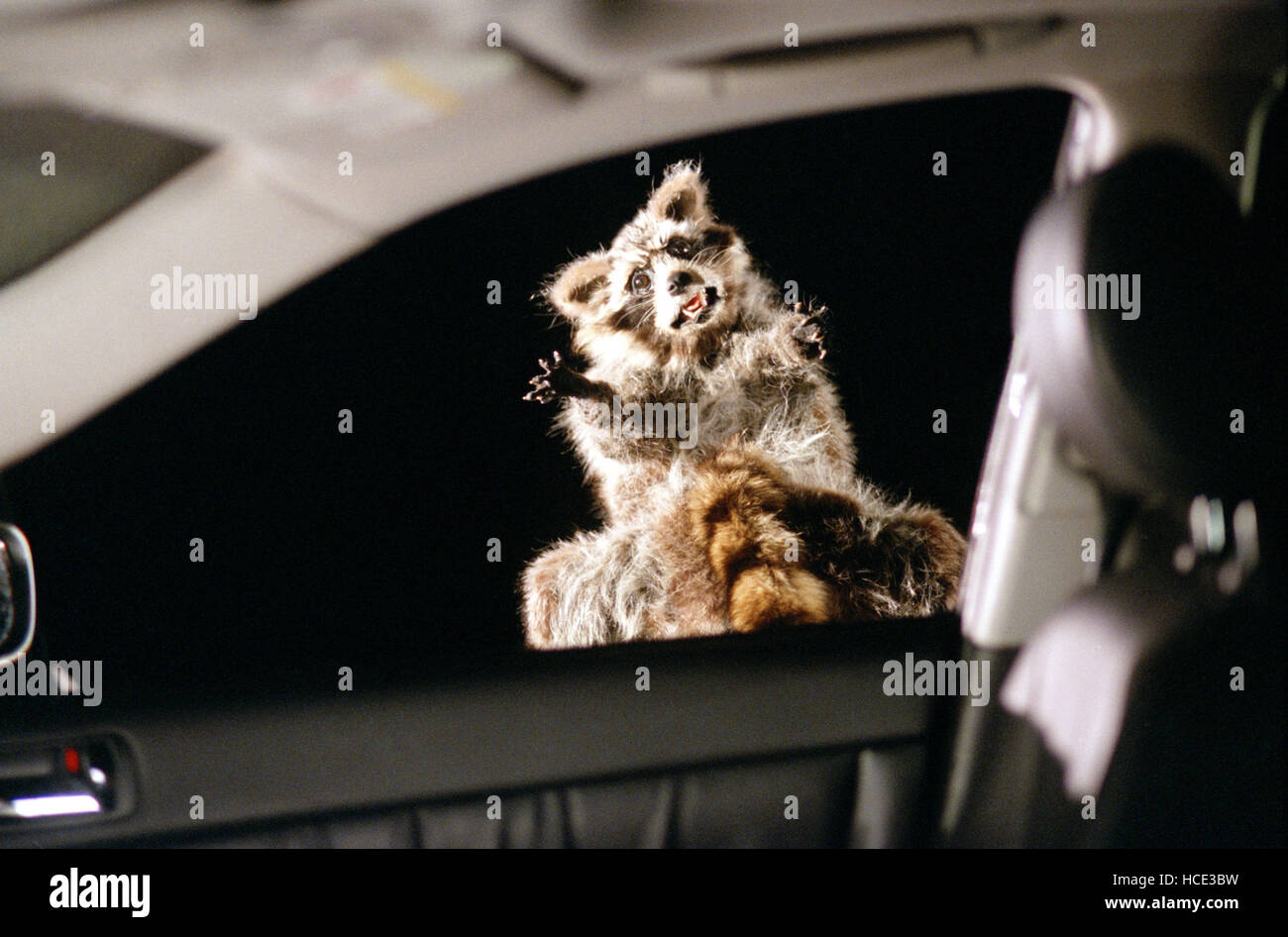 HAROLD AND KUMAR GO TO WHITE CASTLE, raccoon, 2004. © New Line/courtesy ...