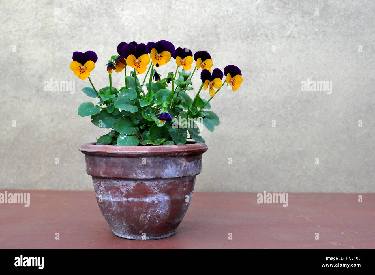 Viola clay pot hi-res stock photography and images - Alamy