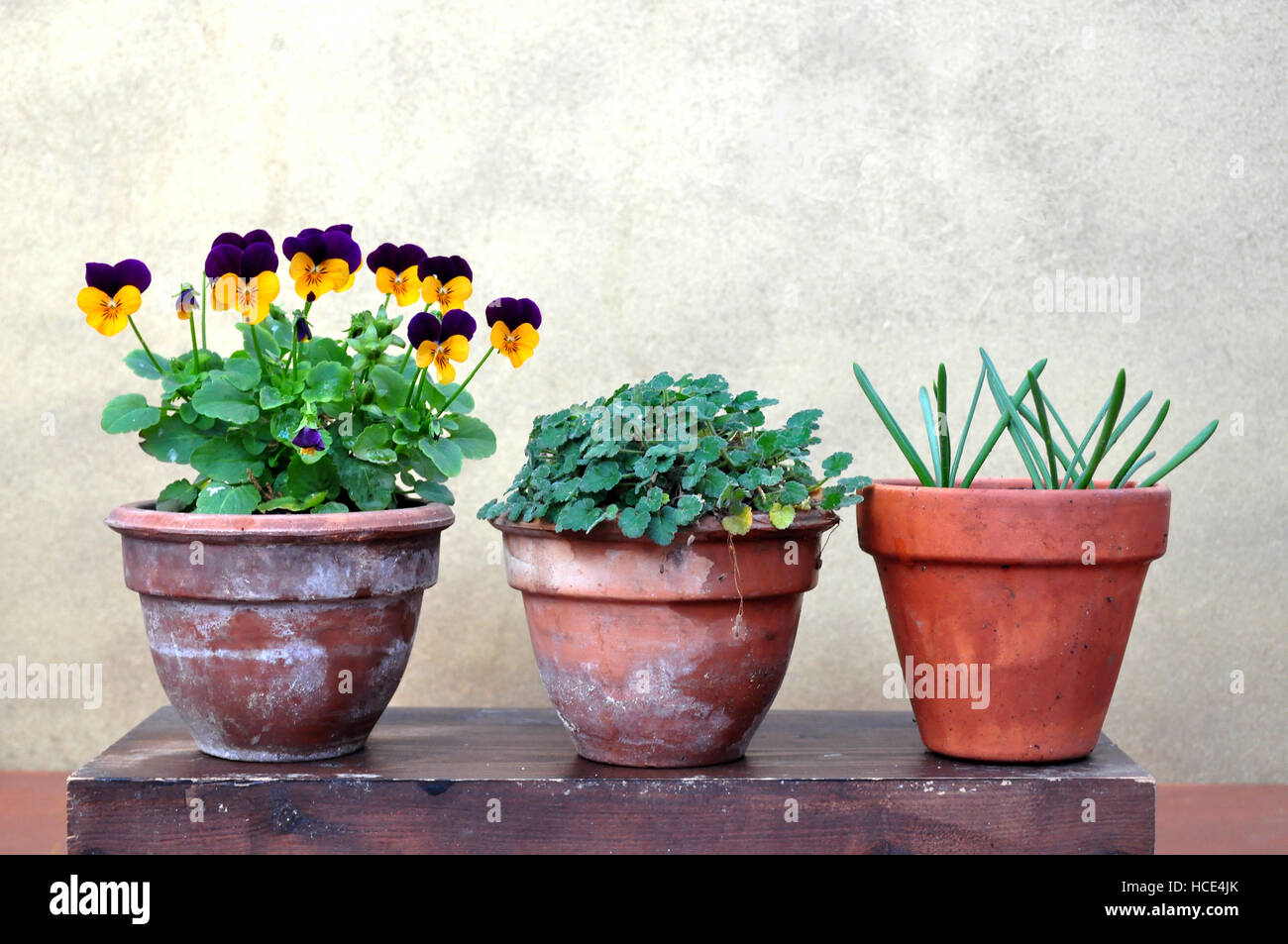 three pots with flowers Stock Photo - Alamy
