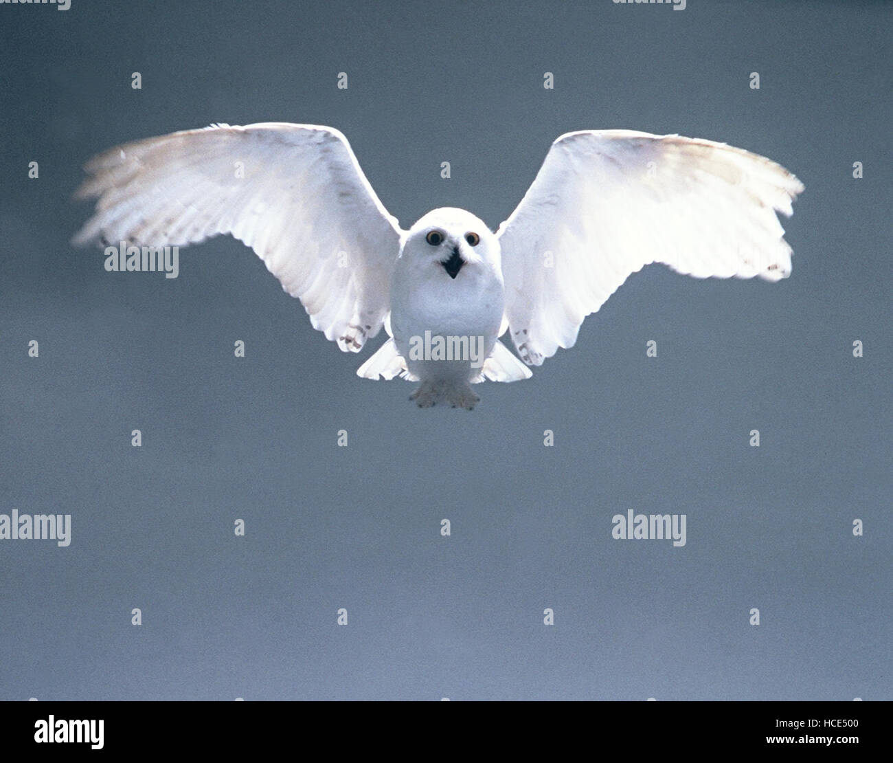 HARRY POTTER AND THE CHAMBER OF SECRETS, Hedwig, Harry Potter's owl ...