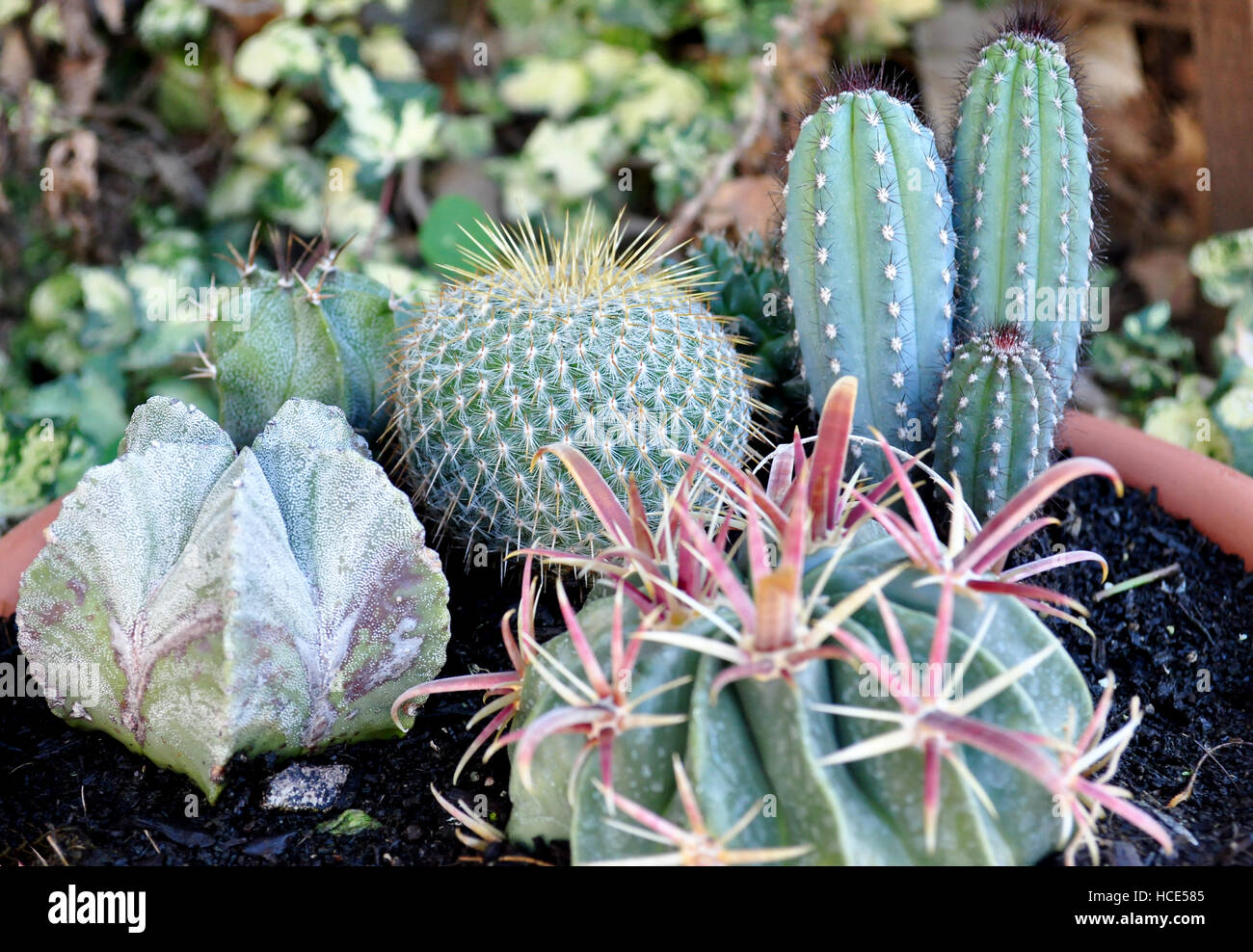 cactus on pot Stock Photo - Alamy