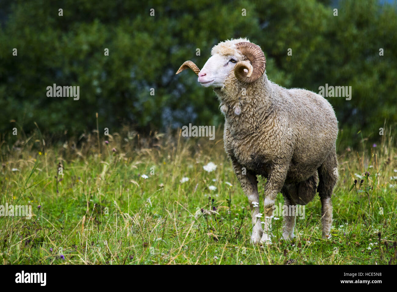 Ram animal hi-res stock photography and images - Alamy
