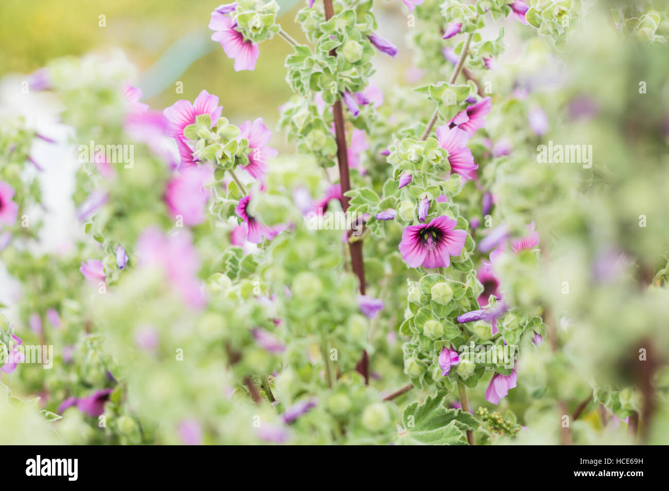 Tree mallow hi-res stock photography and images - Alamy