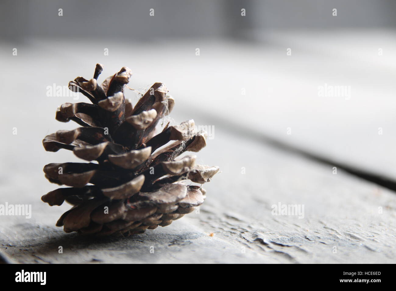 Pine cone surface hi-res stock photography and images - Alamy