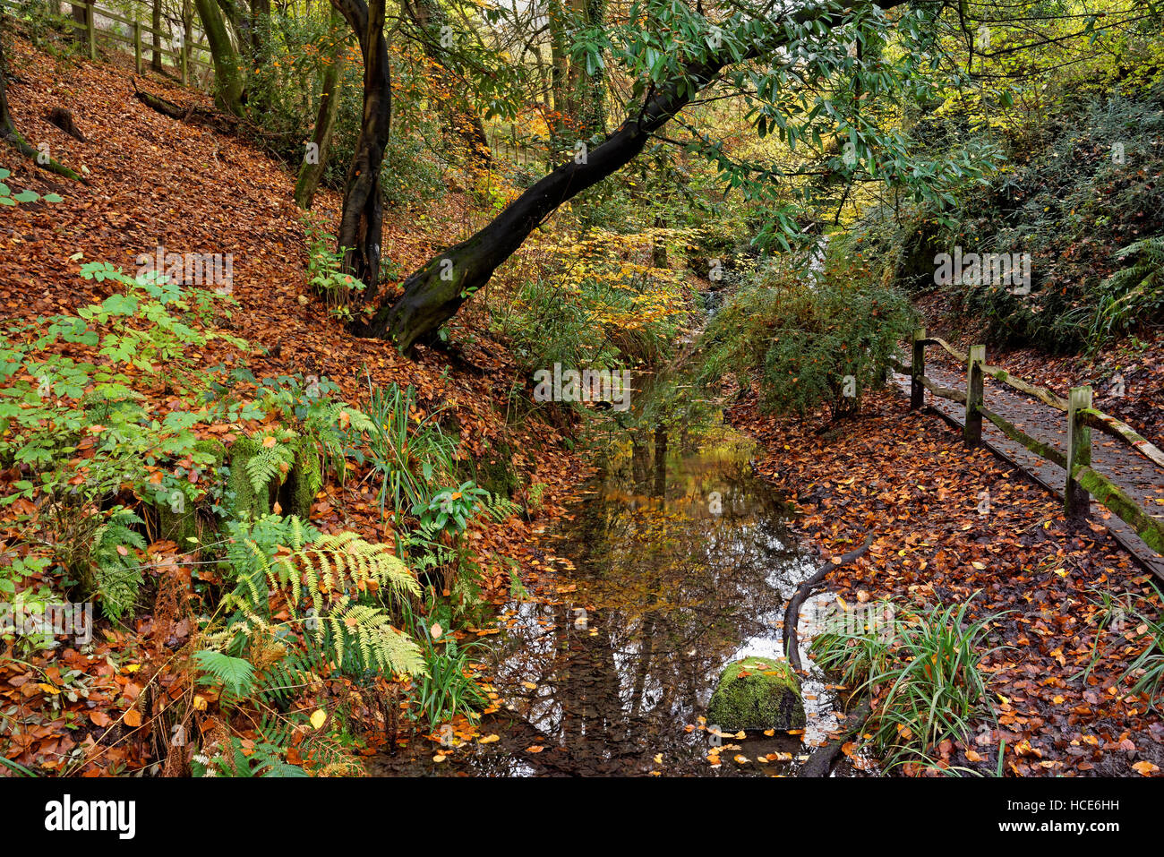 UK,Somerset,Yeovil,Yeovil Country Park,Ninesprings Stock Photo - Alamy